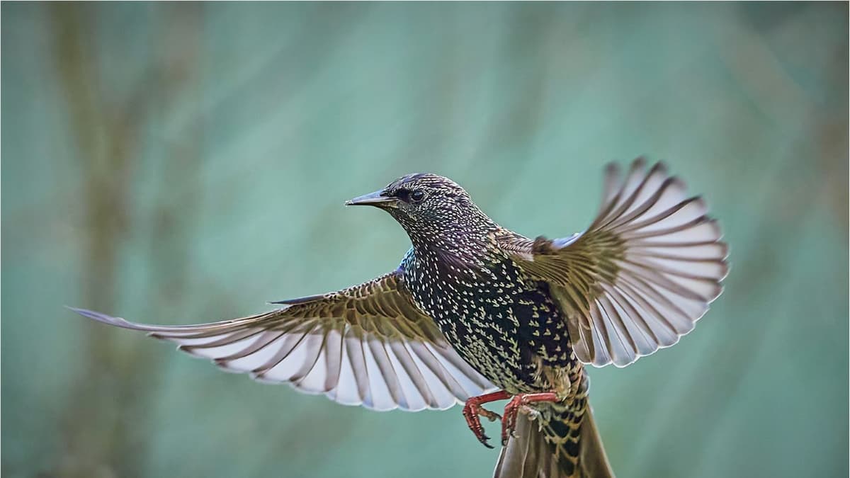 The beauty of birds: starling murmuration is a sight to behold on ...