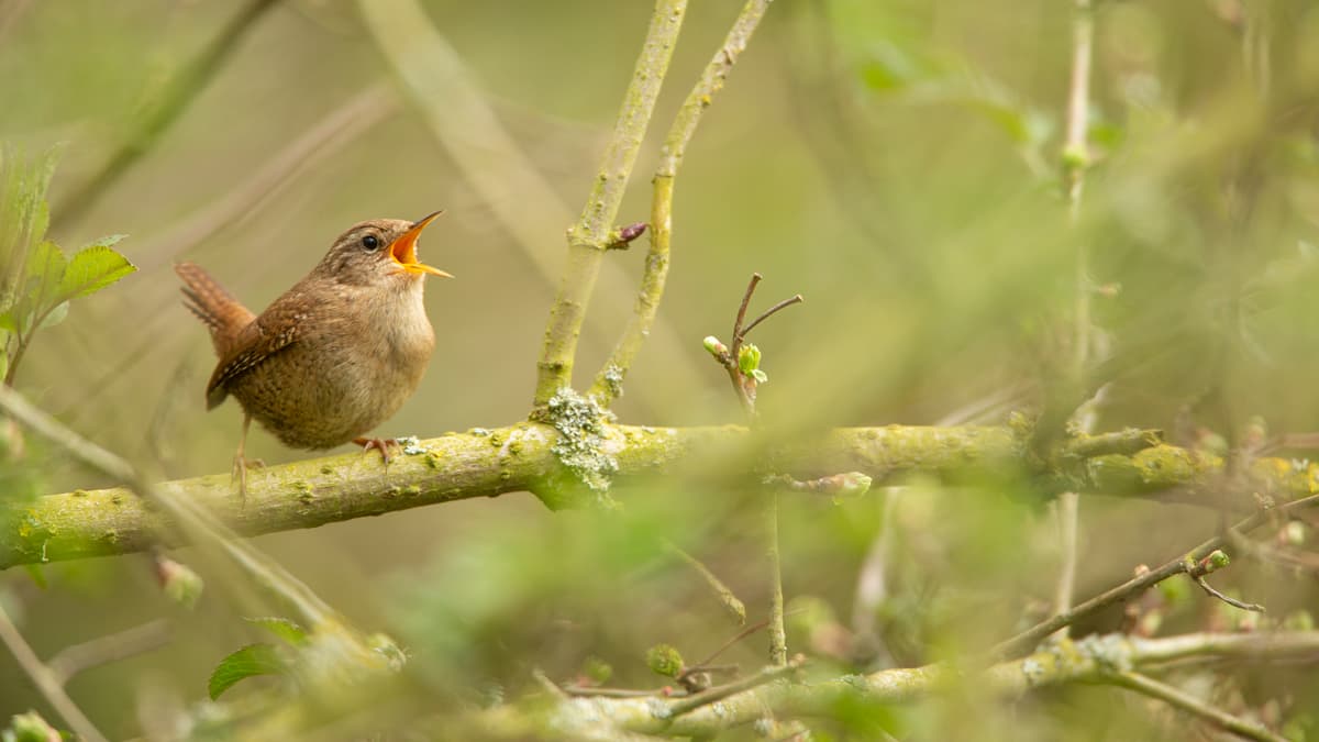 RSPB alert us to Dawn Chorus Day on May 7th - hear the bird song from ...