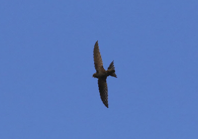 East Harptree Swift population on the rise? | mnrjournal.co.uk