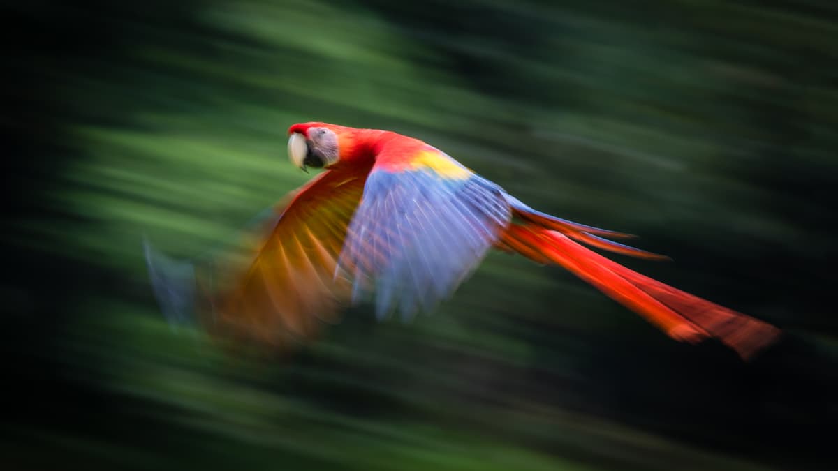 NRPS: Duncan Armour inspires through rainforest photography ...