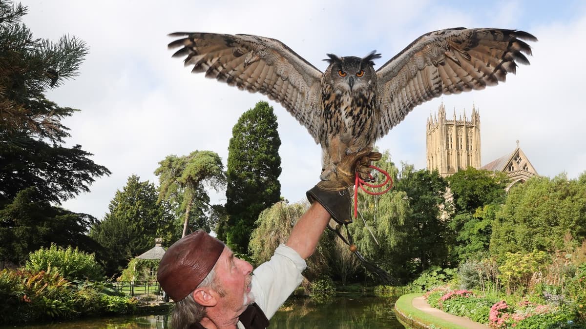 Fantastic flying displays and beautiful birds to entertain visitors at ...