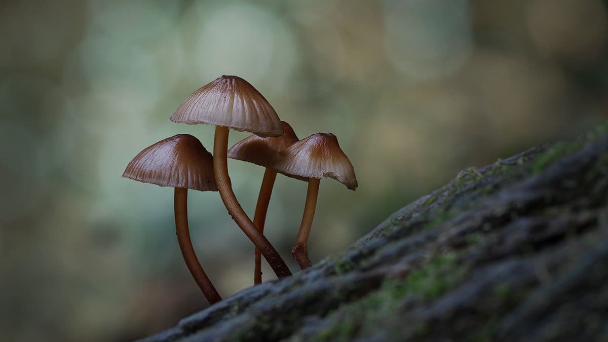Simon Caplan shares woodland photography insights with NRPS ...
