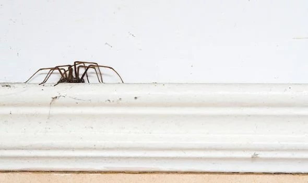 All you need to know about 'spider season' with millions of arachnids ...